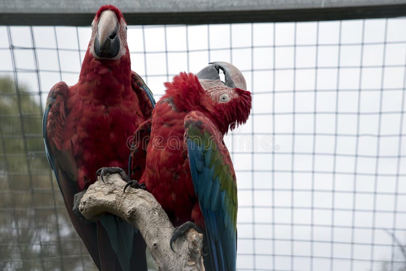 The Two Red and Green Macaw are Perched on a Branch Stock Photo - Image ...
