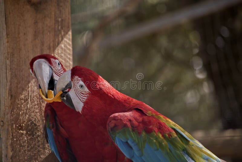 Two Red-and-green Macaw or Green-winged Macaw Stock Photo - Image of ...