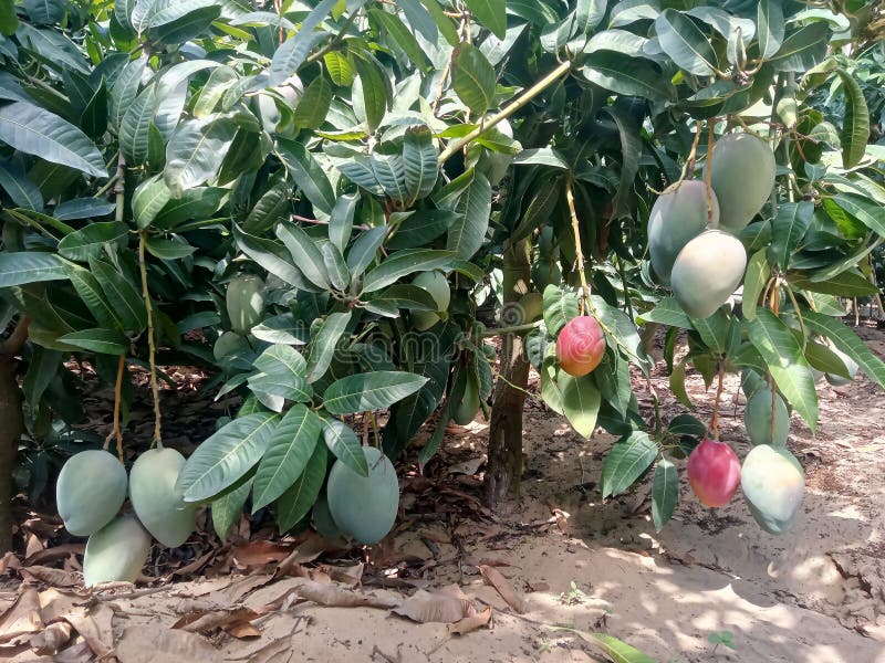 Two Red and Green Mango Fruits Varieties on a Mango Tree Stock Photo ...