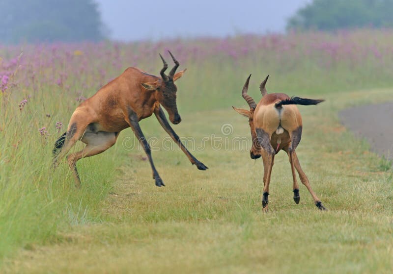 328 Two Bulls Fighting Stock Photos - Free & Royalty-Free Stock Photos ...
