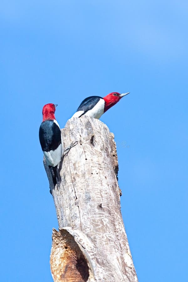 Two Red Headed Woodpeckers on Top of a Tree Stock Photo - Image of ...