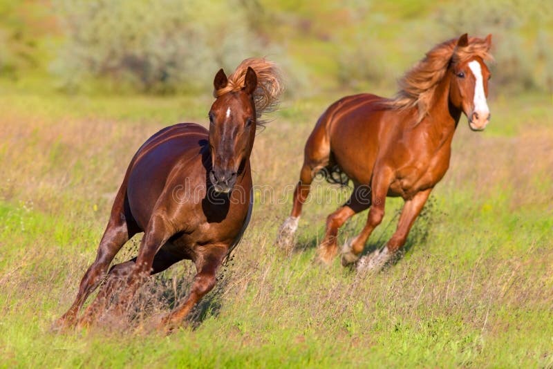 Two Red Horse with Long Mane Run Stock Photo - Image of mane, domestic ...