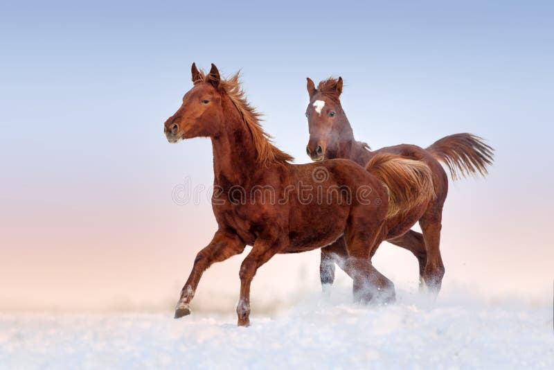 Two red horse run stock image. Image of outdoor, running - 84358075