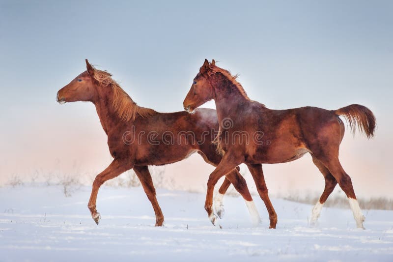 Two red horse run stock image. Image of outdoor, running - 84358075