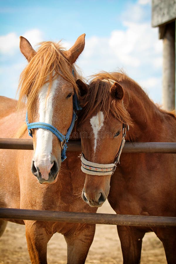 Two red horses stock photo. Image of horse, summer, farm - 25774914