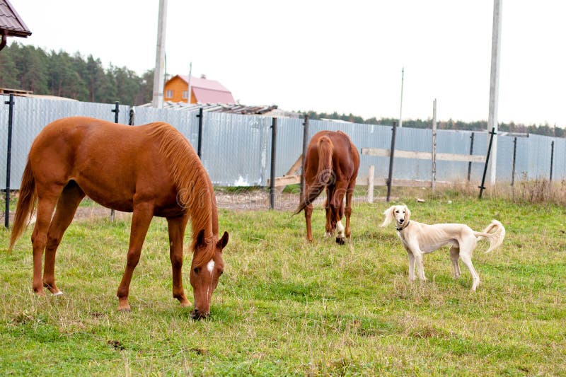 Two red horses and dog stock image. Image of fence, carnivore - 27811817