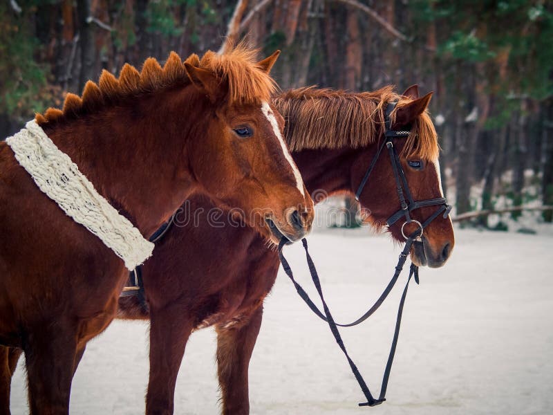 Two red horses stock photo. Image of pasture, grass, fresh - 65739536