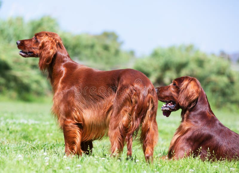 Two Red Irish Setters stock image. Image of ireland, lying - 43004627