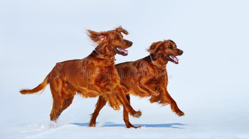Two Red Irish Setters are Running Over White Snow in Winter. Stock ...