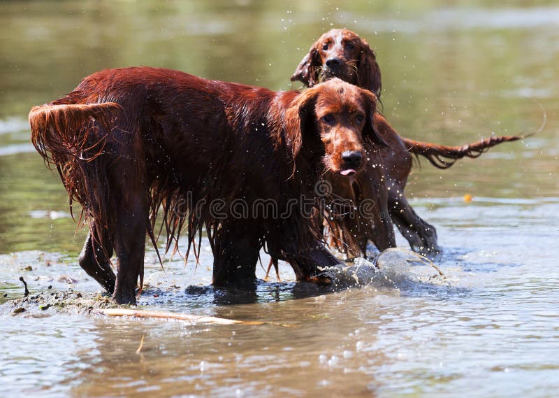 Two Red Irish Setters Standing in Water Stock Photo - Image of ...