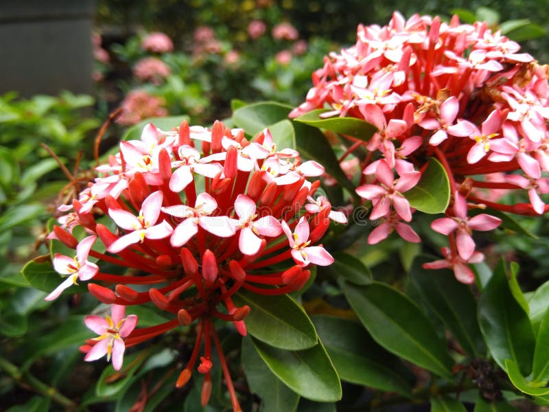 Two Red ixora flower stock image. Image of flower, bloom - 264476991