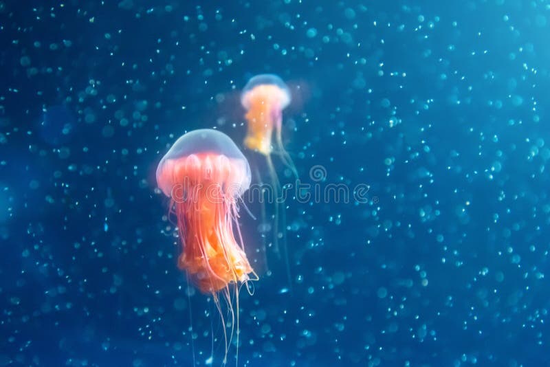 Two jellyfish stock photo. Image of marine, underwater - 8478148