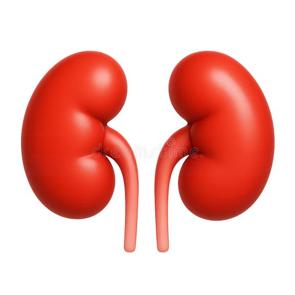 Symmetrical Red Kidney Pair on Transparent Background Stock ...