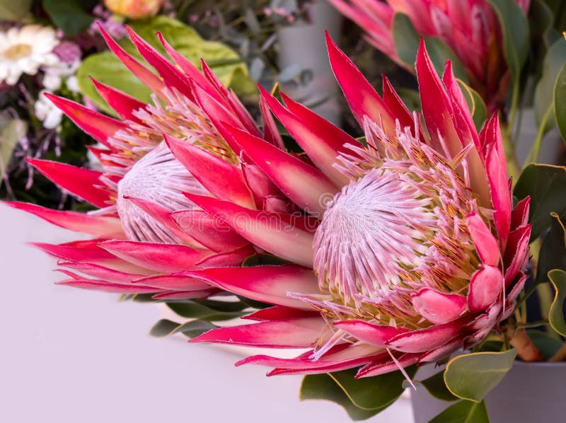 Two red king protea plants stock photo. Image of bloom - 200504250