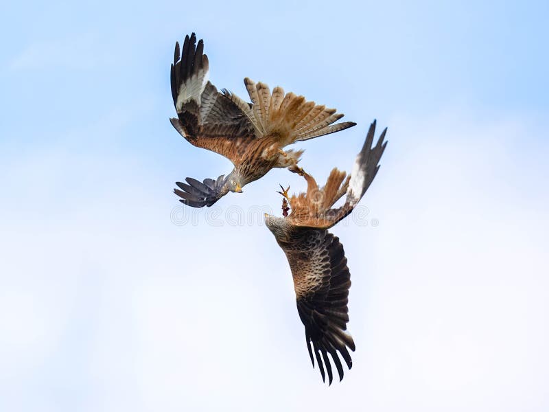 Two Red Kite Birds Fighting in the Air Stock Photo - Image of majestic, ornithology: 275709112