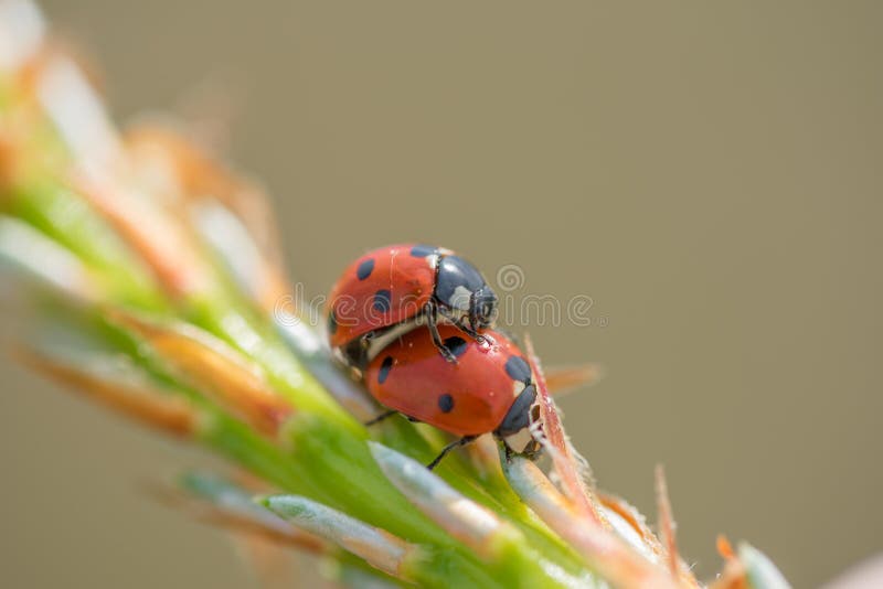 Two Red Ladybugs (Coccinellidae) Mating on Pine Tree Macro Stock Photo ...
