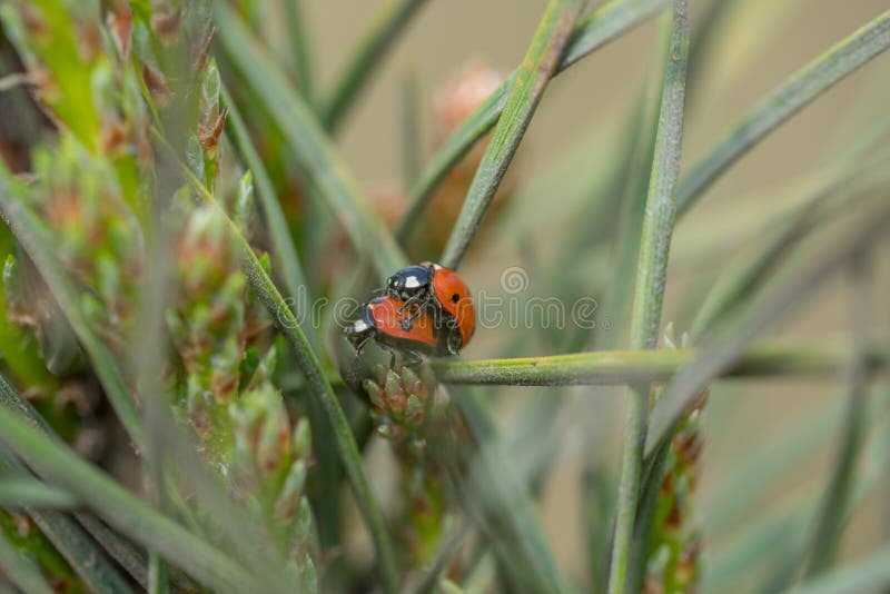 Two Red Ladybugs (Coccinellidae) Mating on Pine Tree Needle Macro Stock ...