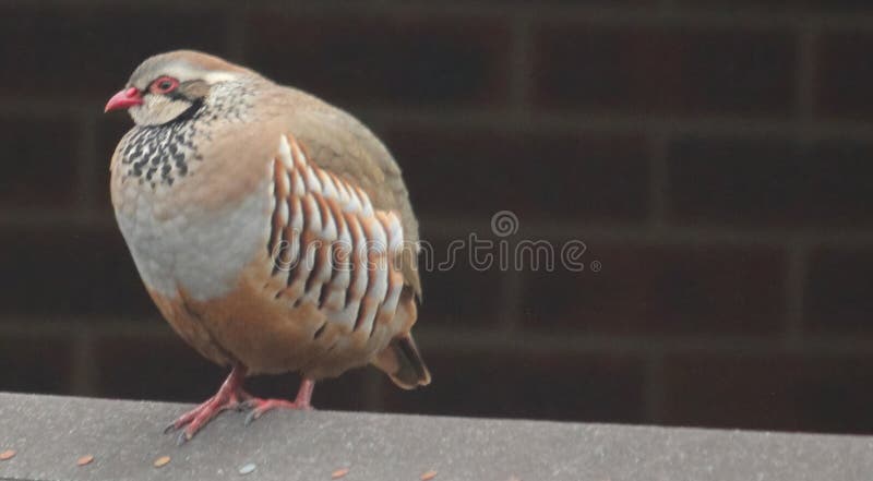 Two Red Legged Partridge in Norwich Stock Photo - Image of discovery ...