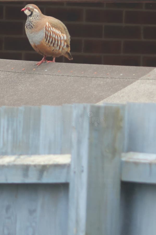 Two Red Legged Partridge in Norwich Stock Photo - Image of queens ...