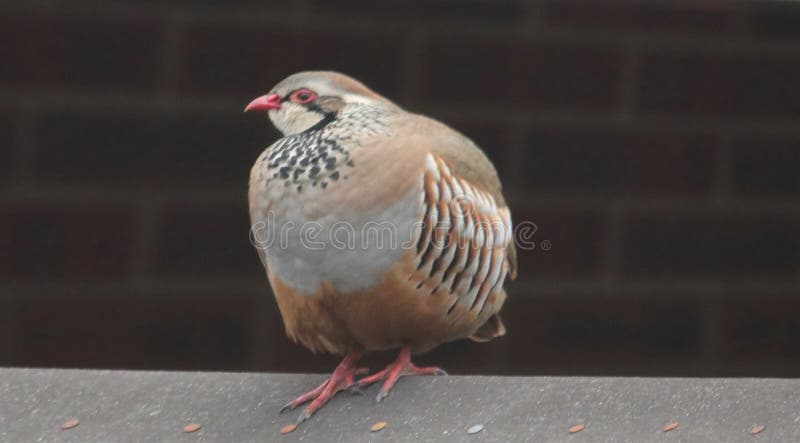 Two Red Legged Partridge in Norwich Stock Image - Image of england ...