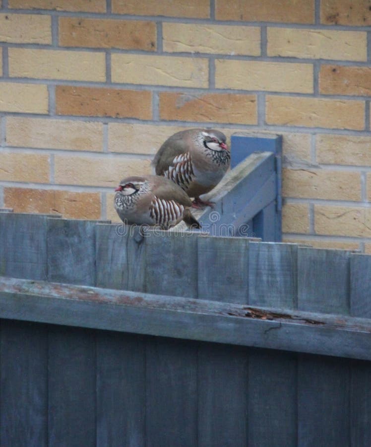 Two Red Legged Partridge Norwich Stock Photos - Free & Royalty-Free ...