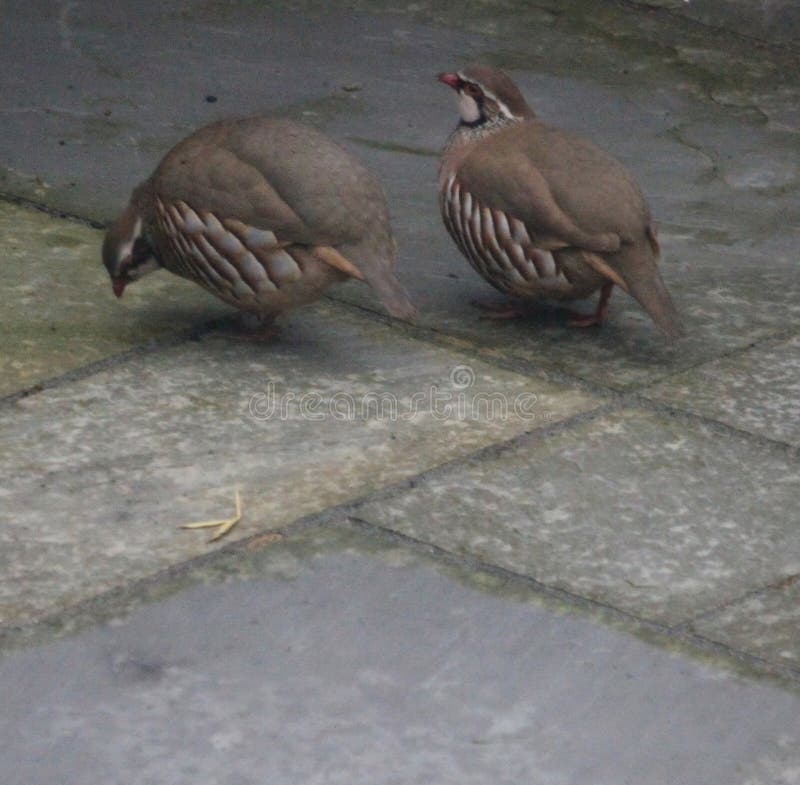 Two Red Legged Partridge in Norwich Stock Photo - Image of plumage ...