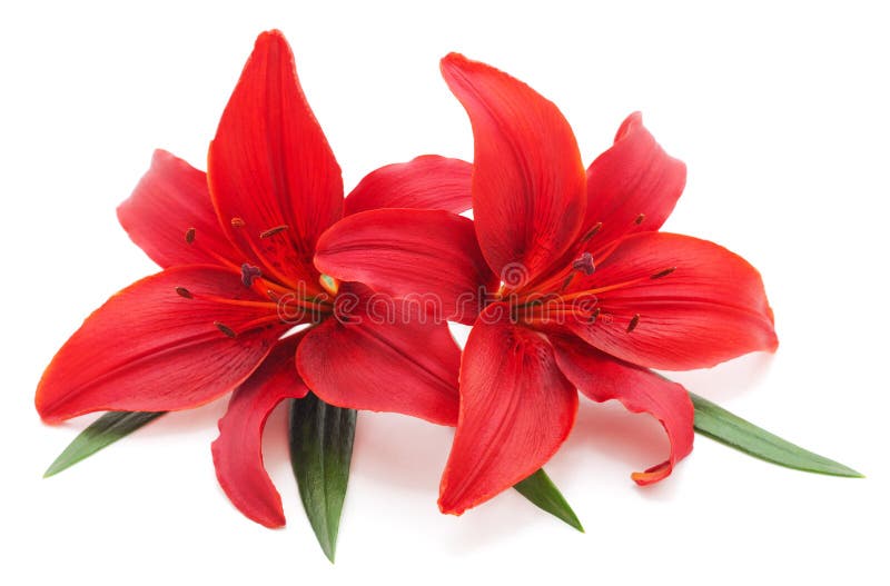 Two red lilies stock image. Image of bright, detail - 170943581