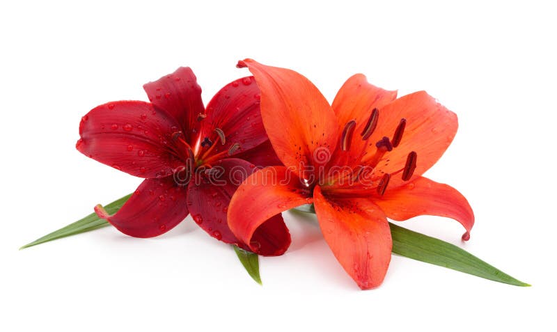 Two red lilies stock image. Image of color, bright, celebration - 252880841