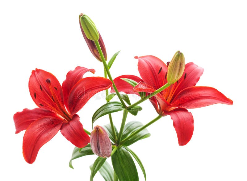 Two red lilies stock photo. Image of blossom, color - 169762078