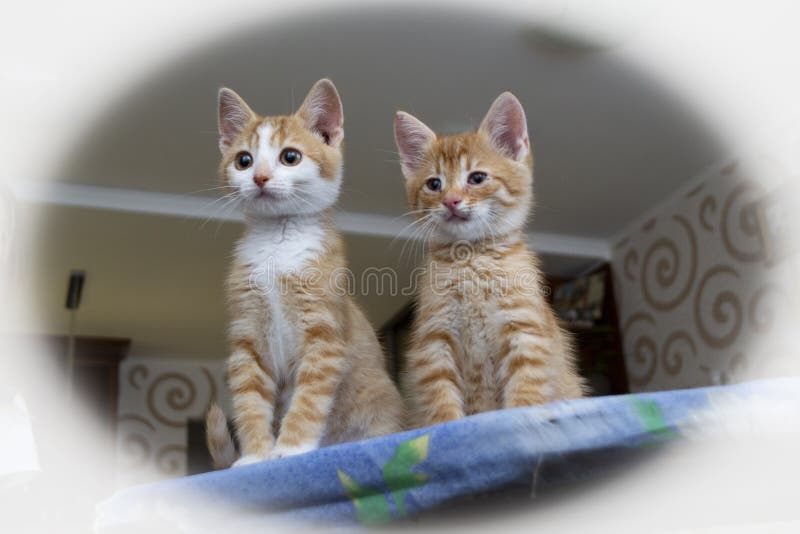 Two Red Little Kittens. Best Friends Concept Stock Photo - Image of ...