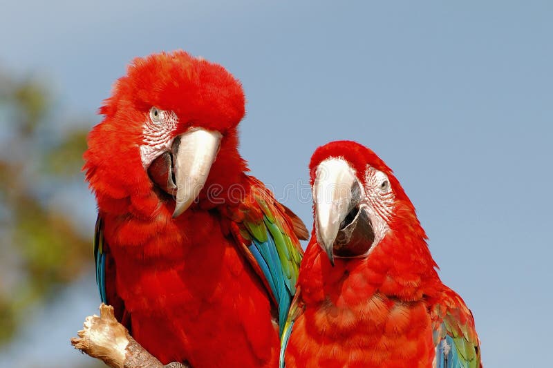 Two Red Macaw Parrots On One Branch Picture. Image: 6908044