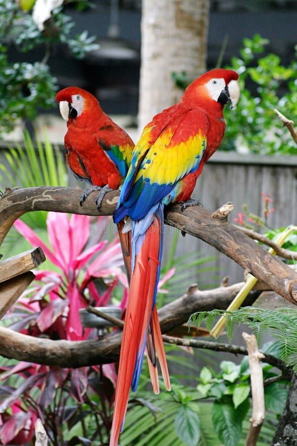 Scarlet Macaws on perch stock image. Image of colourful - 4194491