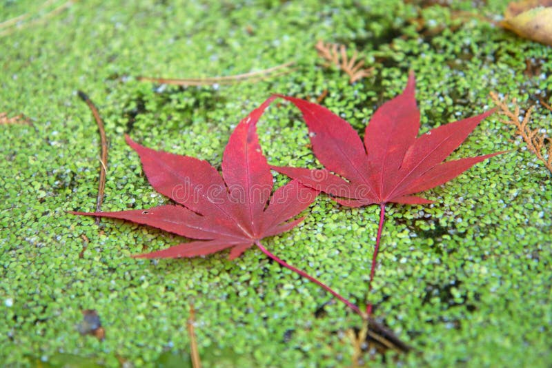 Two red maple leaves. stock image. Image of leaf, fall - 34605941