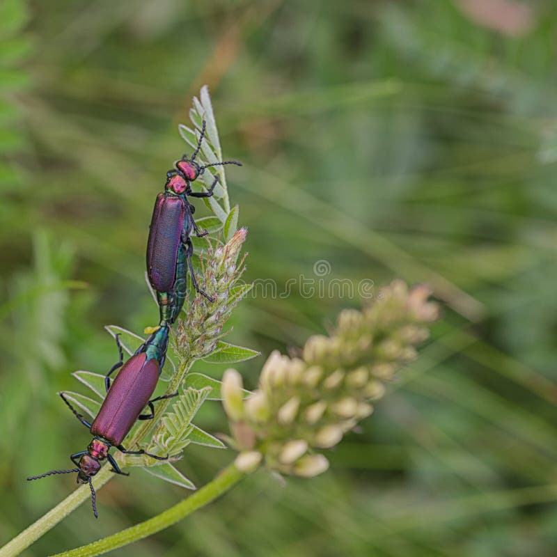 Two Red Metalic Blister Beetles Mating Stock Image - Image of ...