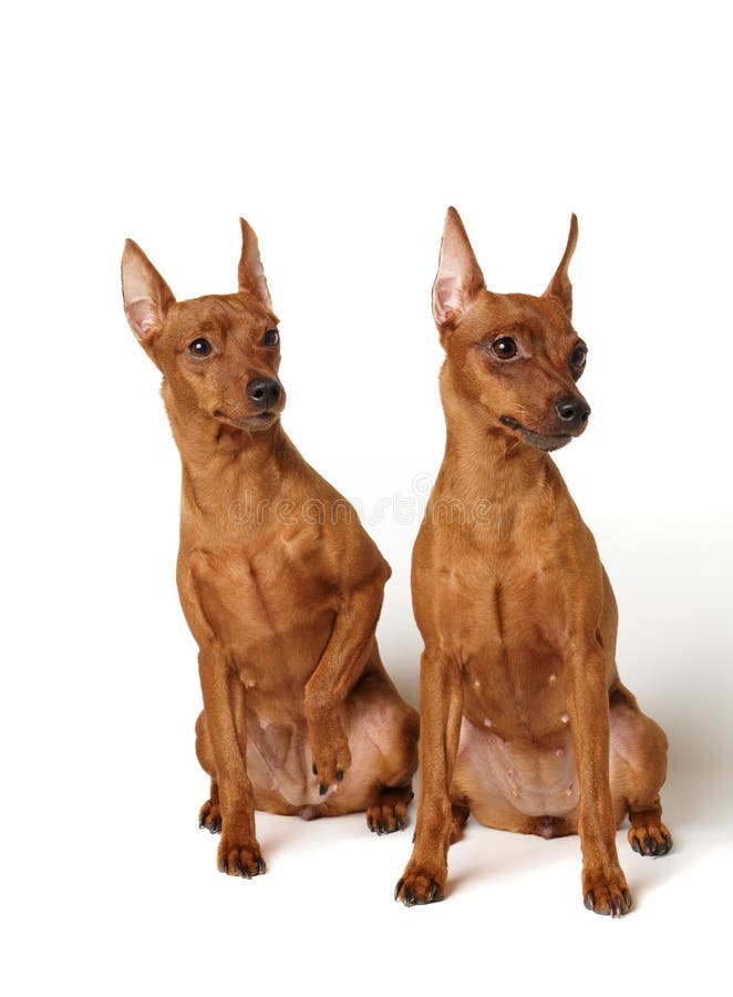 Two Miniature Pinschers stock image. Image of canine - 12973037