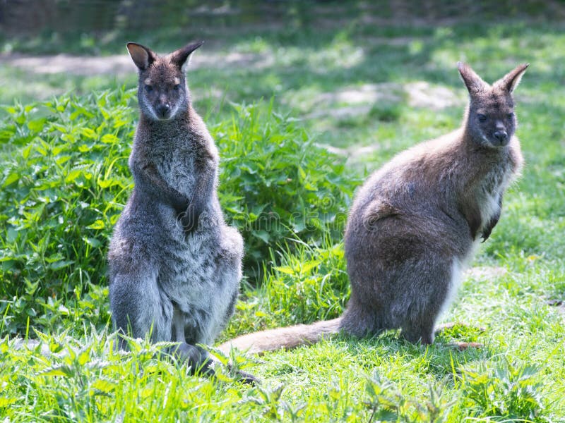 Two Red-necked Wallaby Sitting in Grass Stock Photo - Image of fondness ...