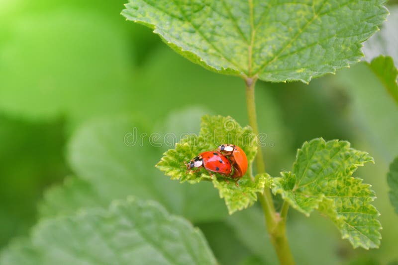 Two Ladybug Beattles is Mating on a Leaf of a Currant Bush, One of Them ...