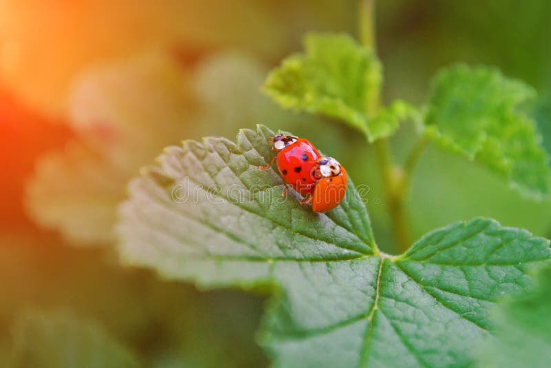Two Red and Orange Ladybugs is Mating on a Leaf of Currant Bush, One of ...