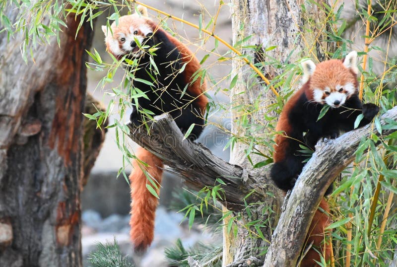 Two red pandas eat bamboo stock photo. Image of sedentary - 266497132