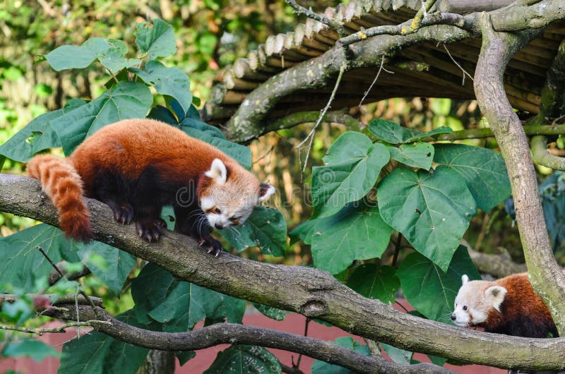 Red pandas stock photo. Image of park, tree, natural - 136178036