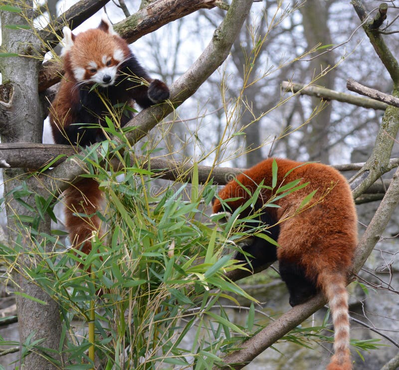 Two Red Pandas Walkson the Branches of a Tree Stock Photo - Image of ...