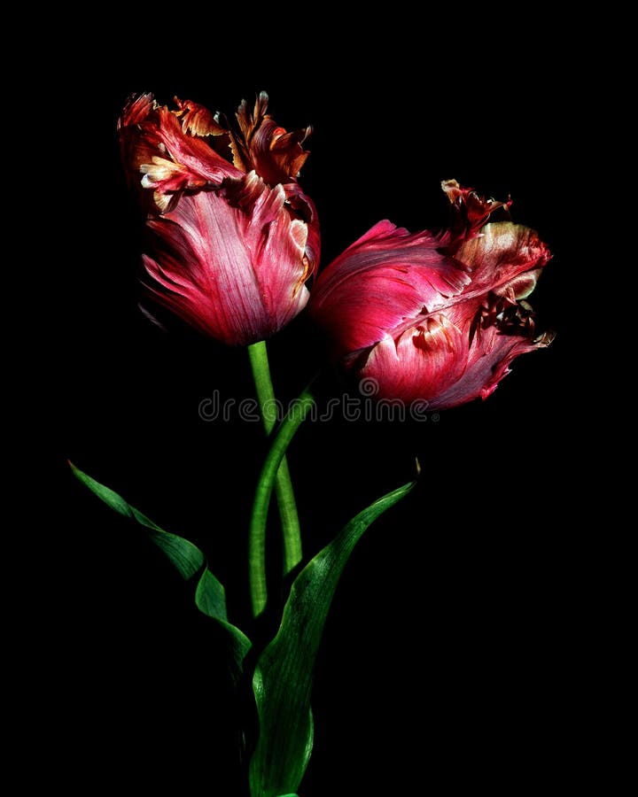 Parrot tulips stock image. Image of outdoor, arrangement - 29106575