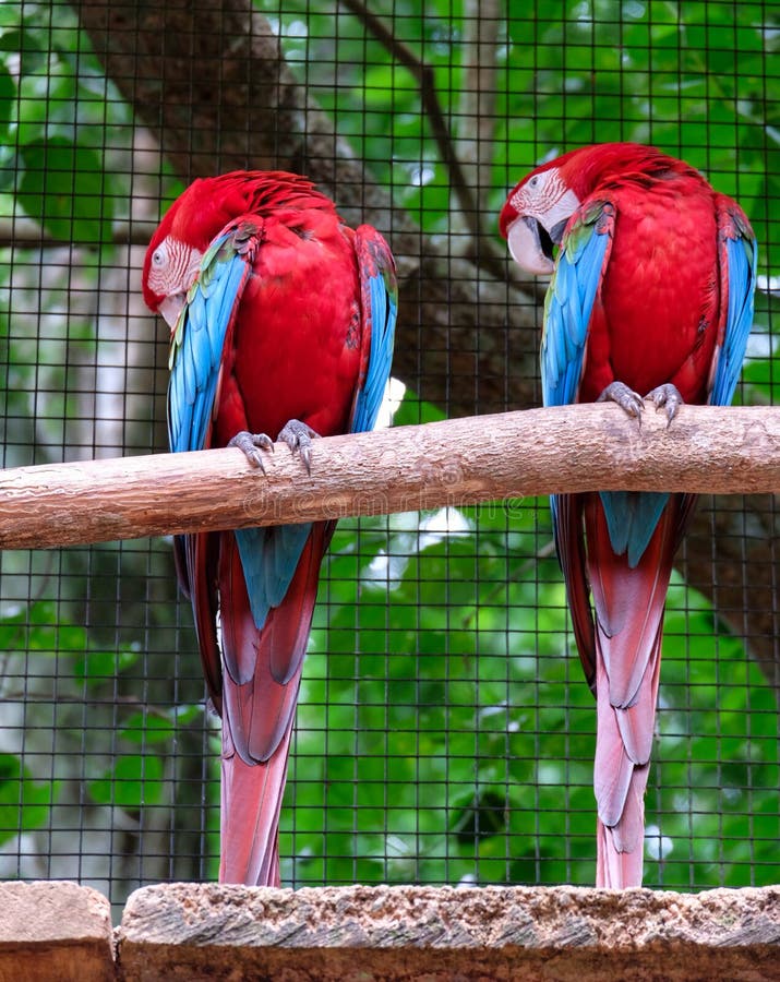 Two Red Parrots in a Brazil Stock Image - Image of nature, brazil ...