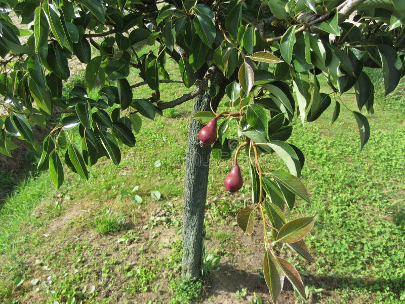 Two Red Pears Hanging on a Pear Tree . Tuscany, Italy Stock Photo ...