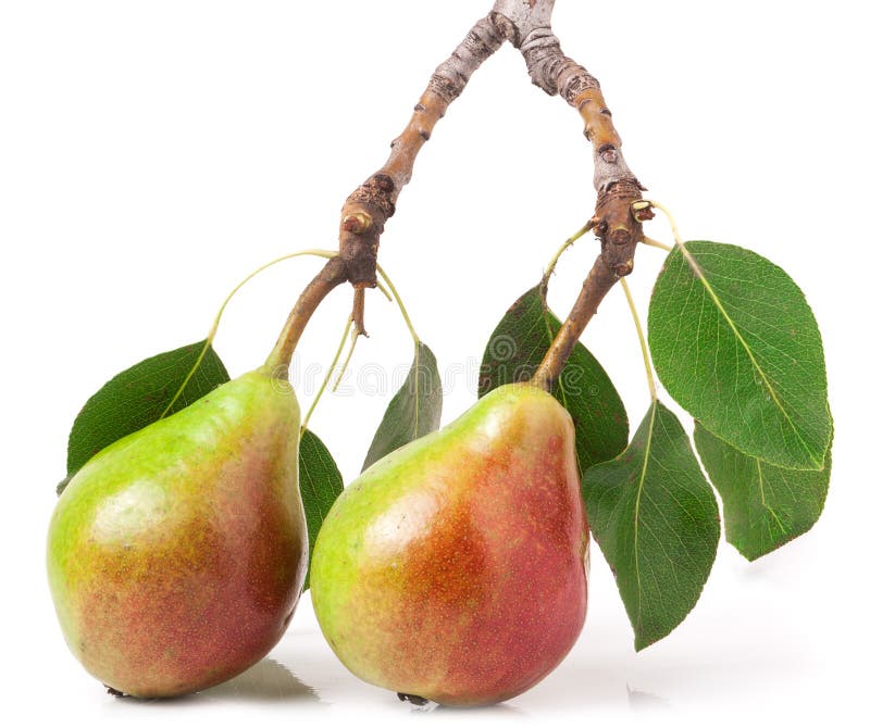 Two Red Pears with Leaves Isolated on White Background Stock Image ...