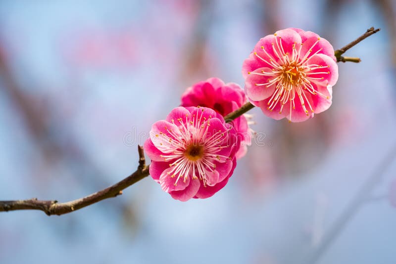 Plum Flowers stock image. Image of bloom, meadow, pollen - 39551843