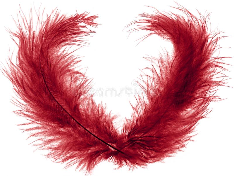 Two red plume stock image. Image of fronds, fashion, male - 19071261