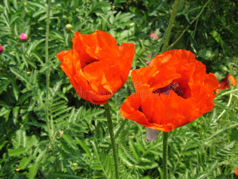 Two red poppies stock image. Image of pair, ecology, field - 1062057