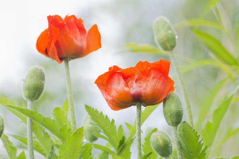Two Red Poppies with Buds, Floral Background Stock Photo - Image of ...