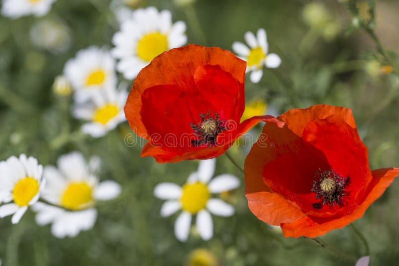 Two Red Poppies in Full Bloom Stock Photo - Image of harmony ...